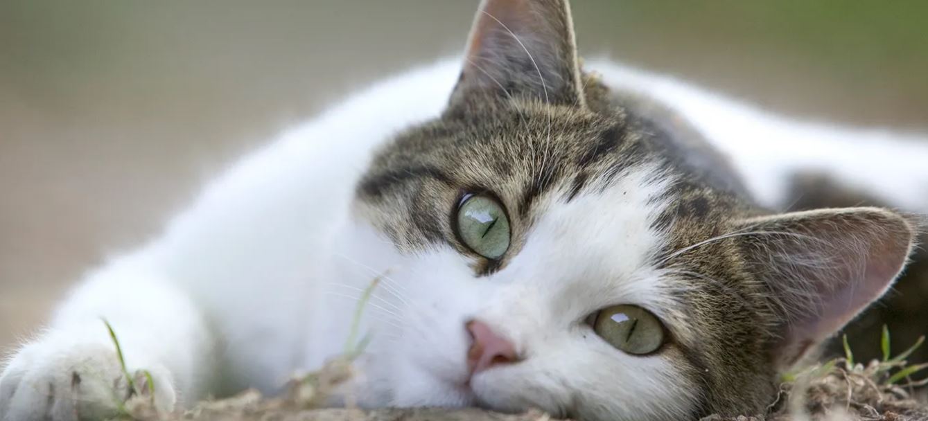 ¿Por qué tu gato te ignora cuando lo llamas?