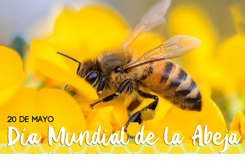 Día Mundial de las abejas: ¿Por qué son vitales para la vida humana?
