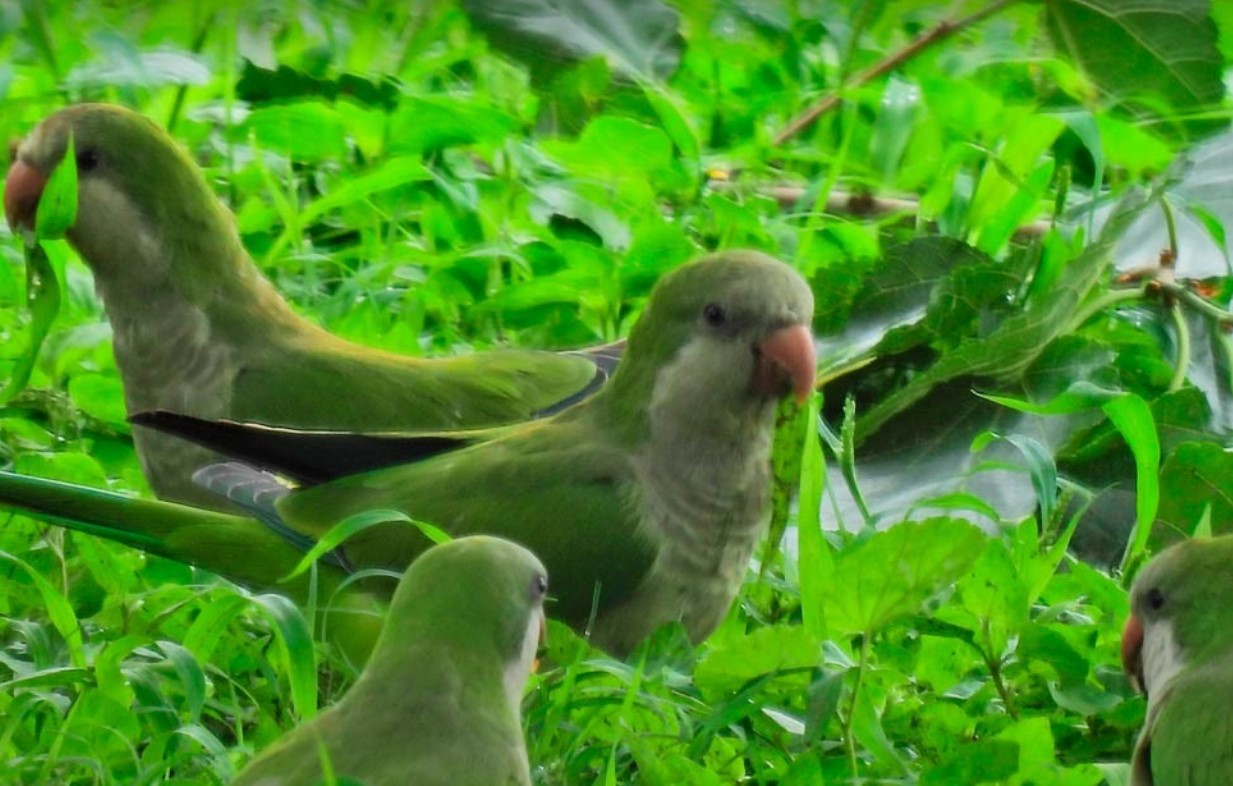 Estos pericos llegaron para quedarse en Chihuahua